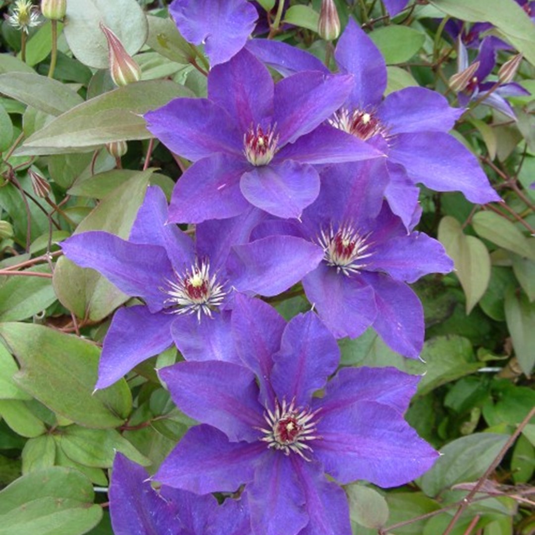 Clematis The President