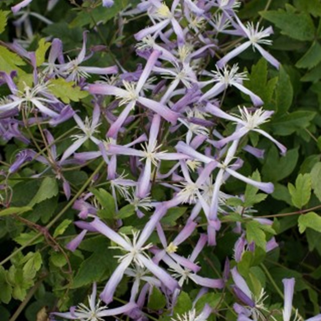 Clematis Edward Prichard
