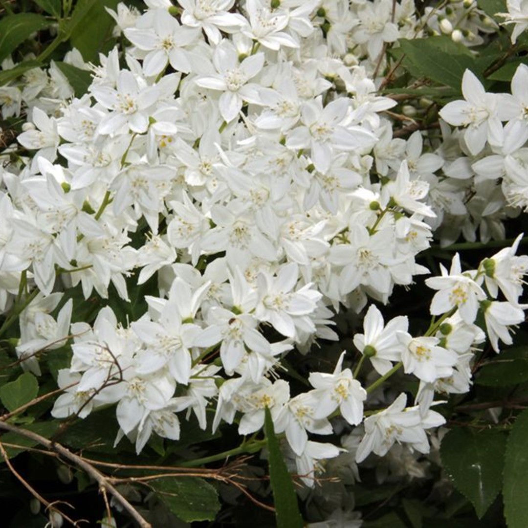 Deutzia gracilis bruidsbloem