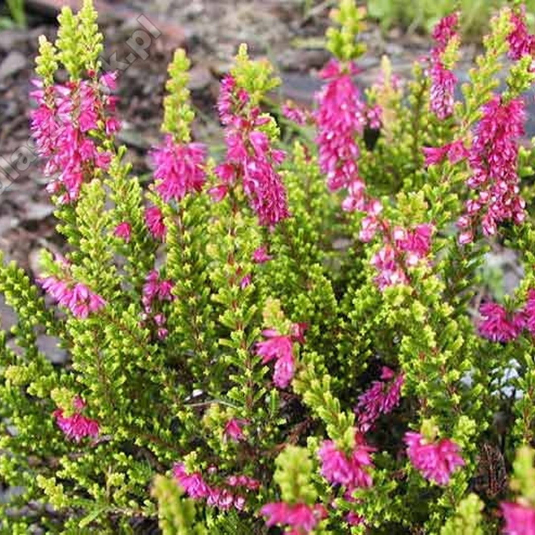 10x Calluna V Con Brio (per 10)