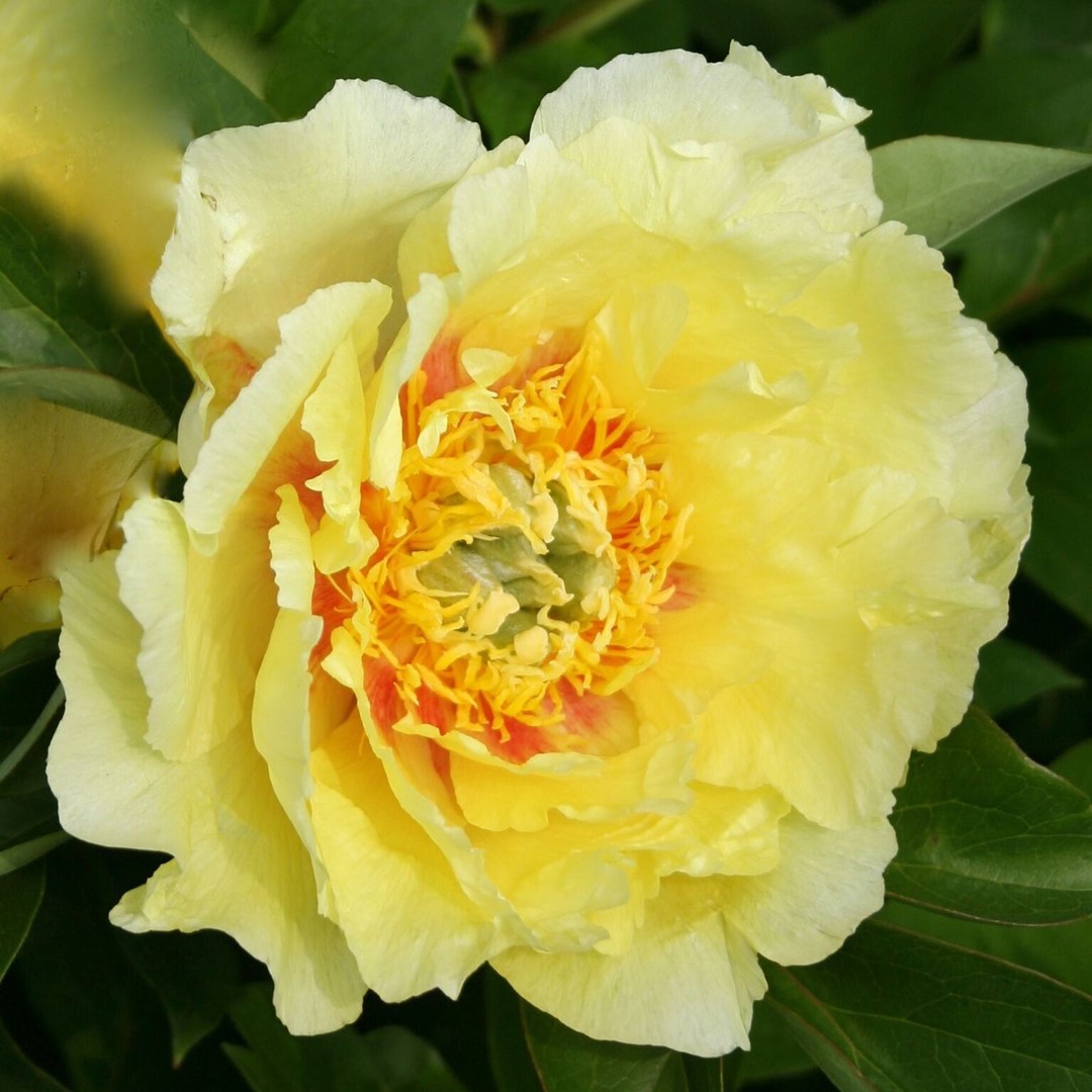 Pioenroos Shining Light in pot