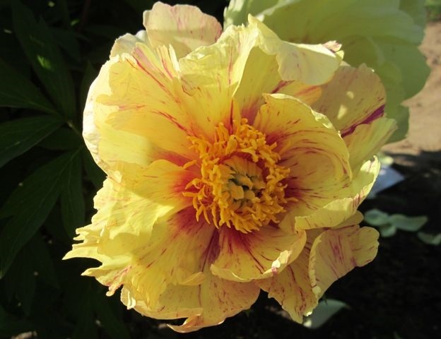 Pioenroos Shining Light in pot