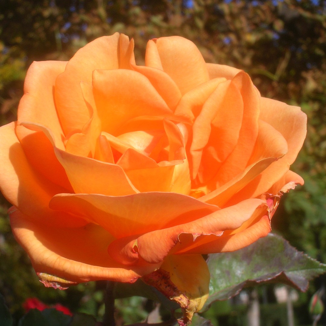 R Doris Tysterman in pot