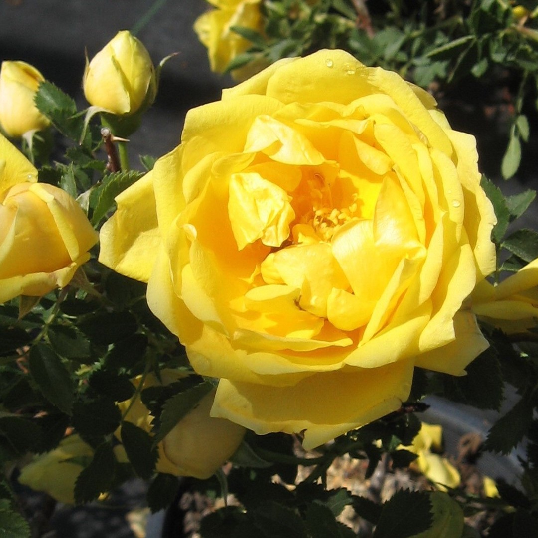 R Persian Yellow in pot