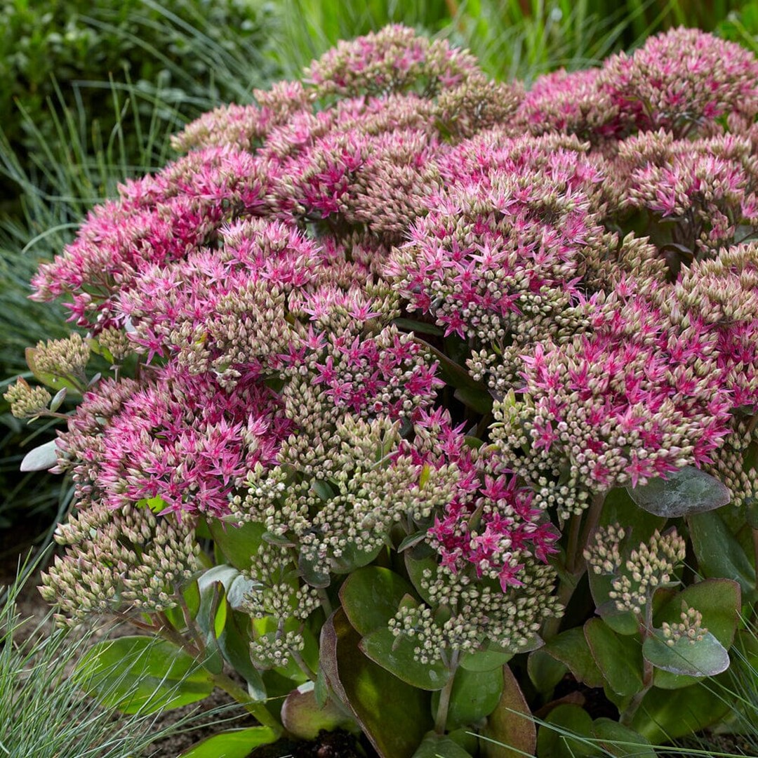 10x Sedum 'Class Art' (per 10)