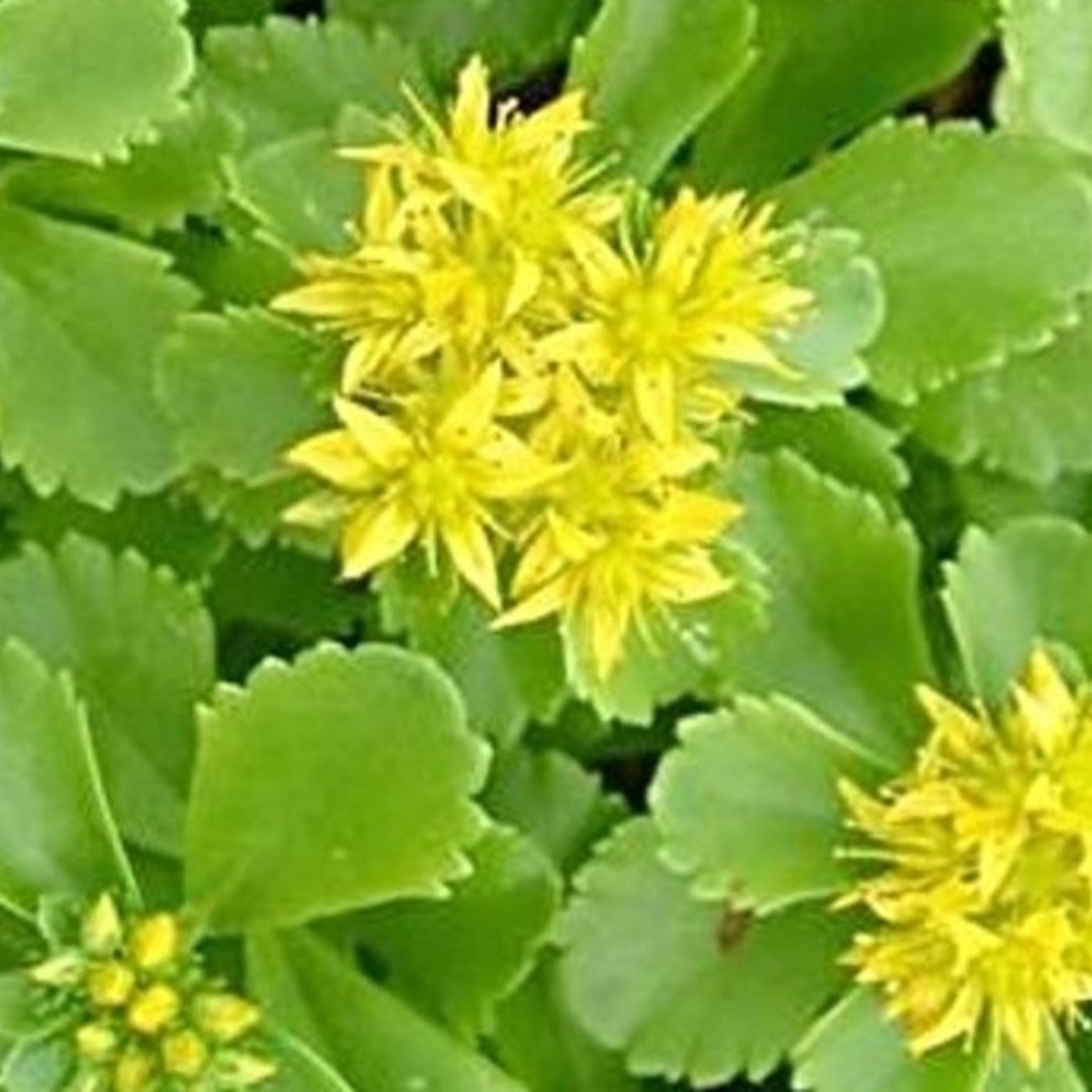 10x Sedum Selskianum (per 10)