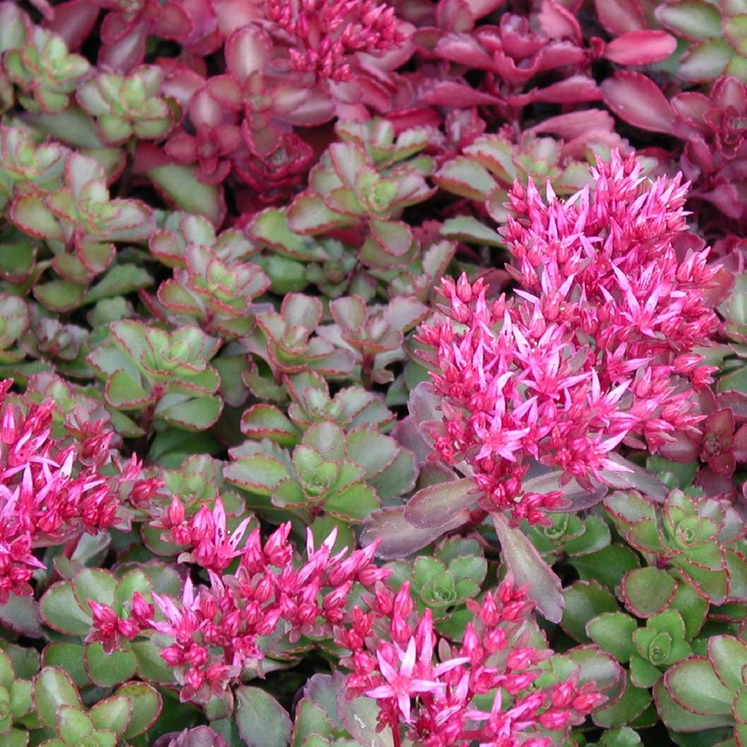 10x Sedum Spurium 'Splendens' (per 10)