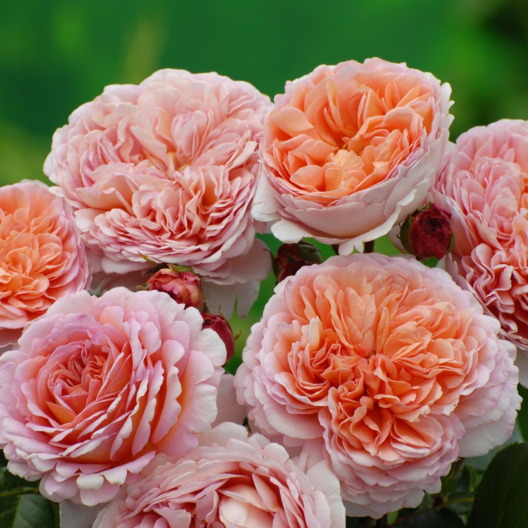 R Abraham Darby standard 140 cm in pot
