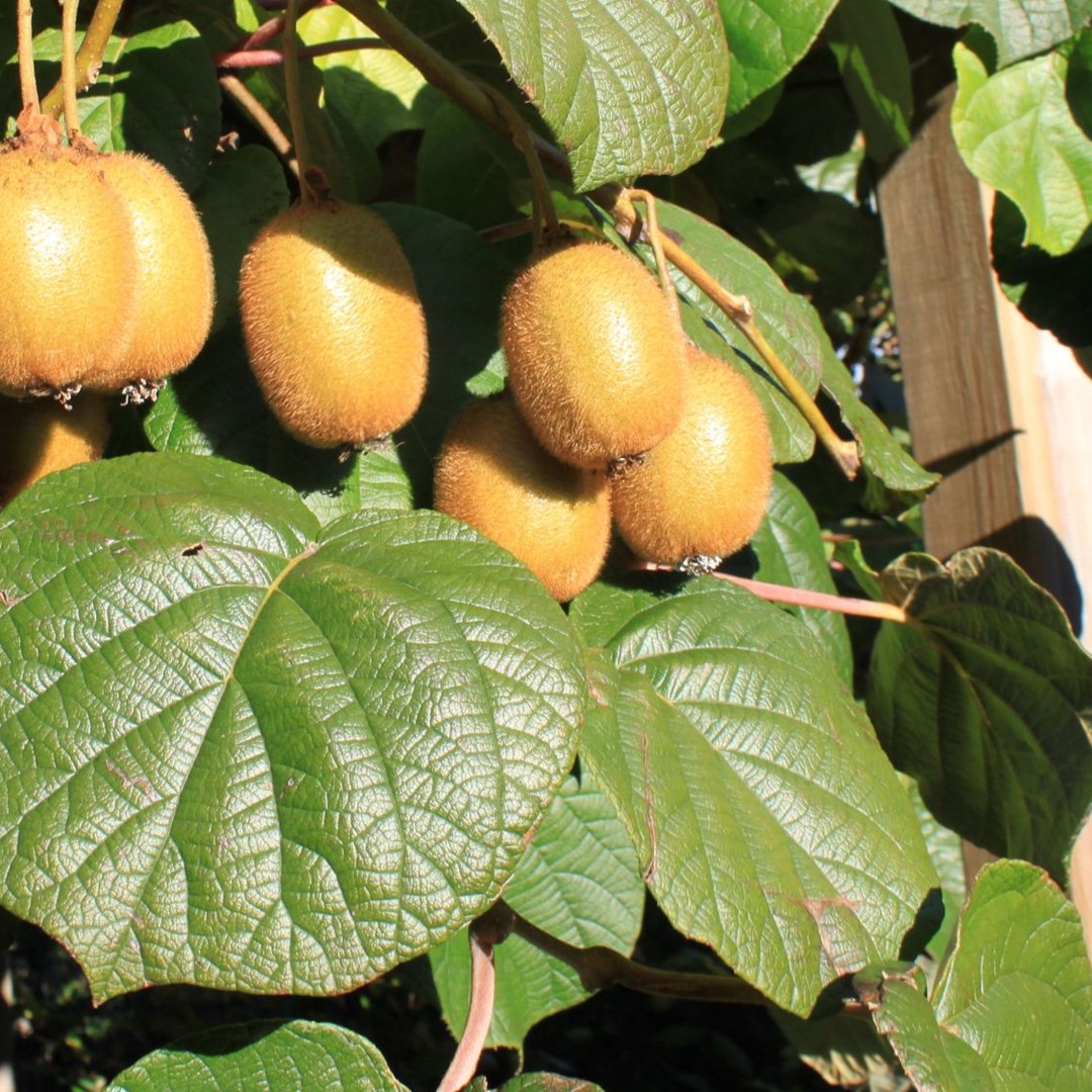 Kiwi Actinidia deliciosa Jenny (Zelfbestuivend)