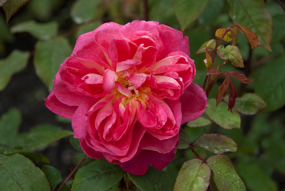 R Benjamin Britten in 4 liter pot