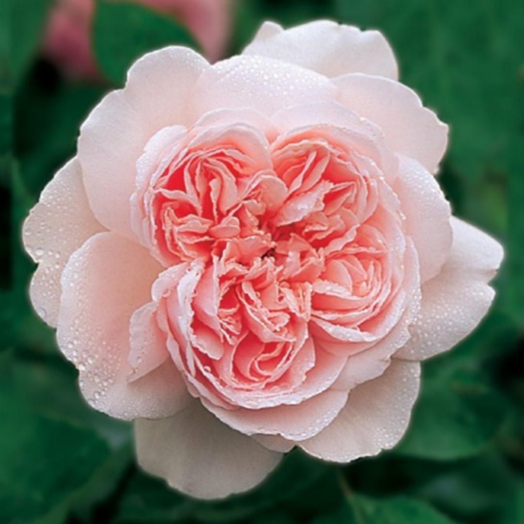 R Kathryn Morley kale wortel