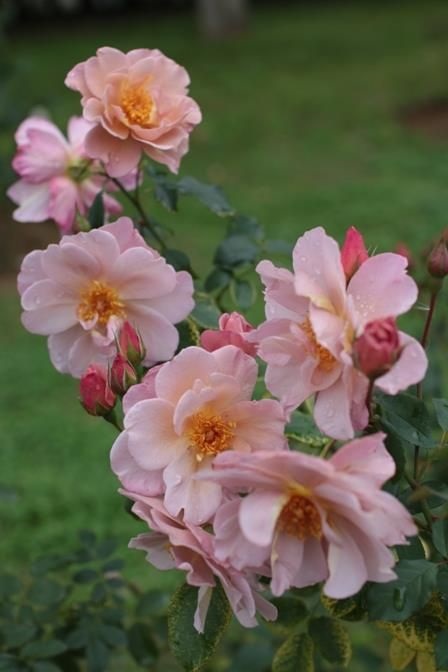 R Lavender Pinocchio kale wortel