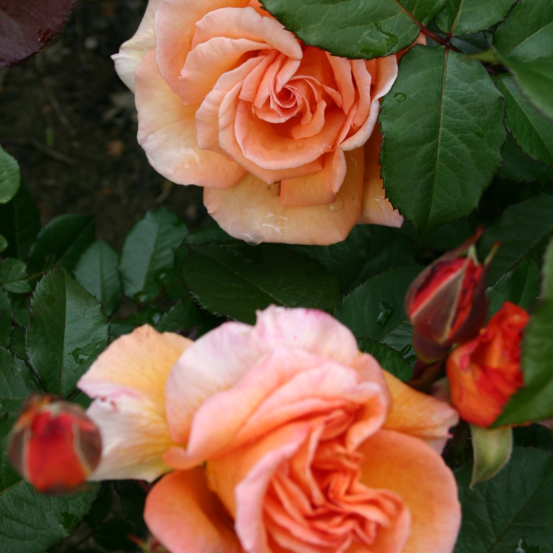 R Doris Tysterman Stamroos 100/110 cm kale wortel